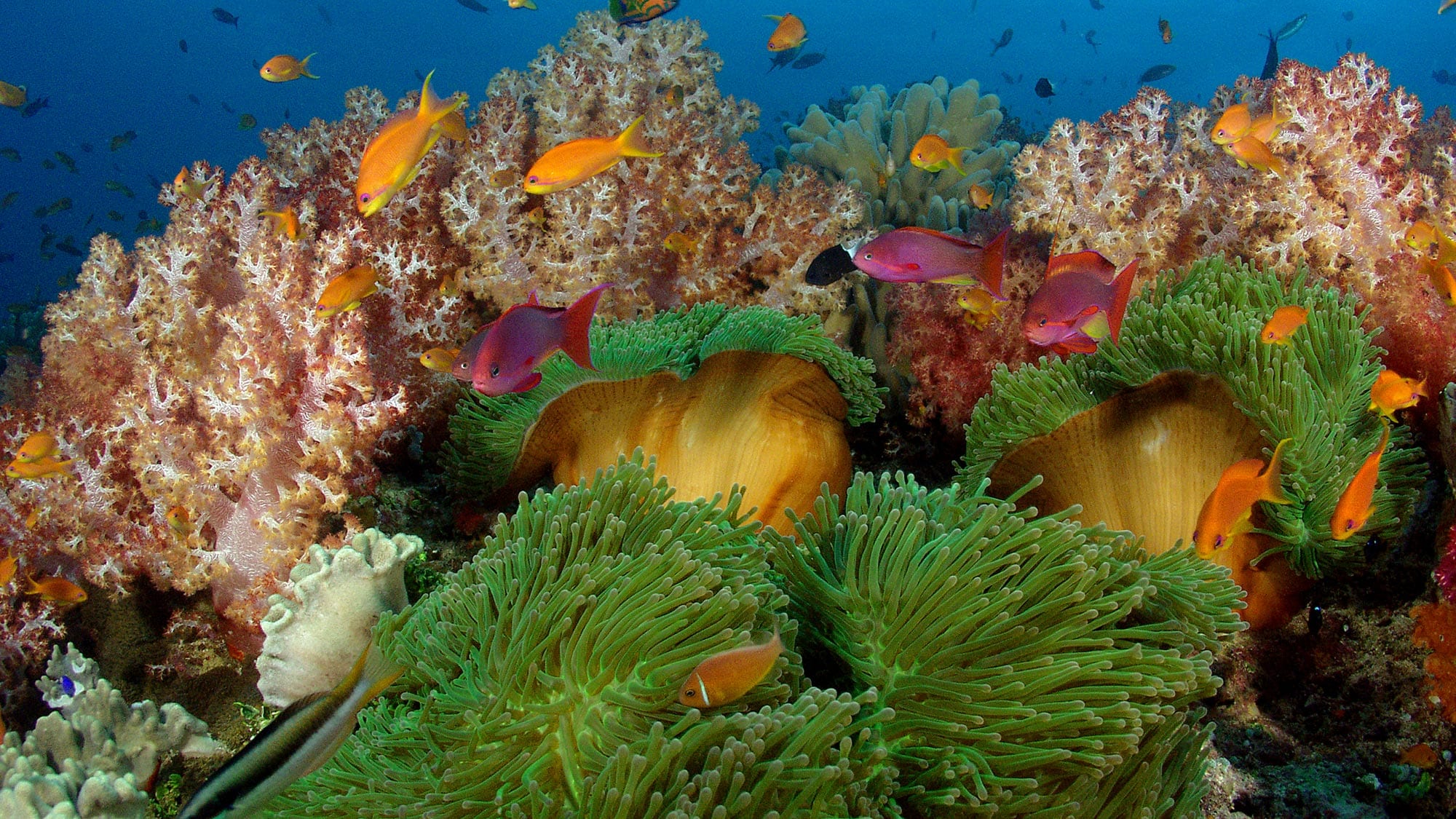 Dive the magnificent coral reef of Beqa Passage - Nanuku Resort