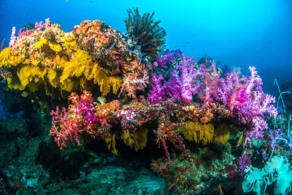 Learn about coral planting and snorkel the coral nursery - Nanuku Resort